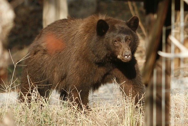 Predator Watch: MMA Fighter Killed in Bear Attack – PJ Media