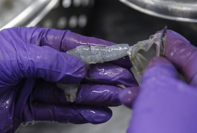 Your Great Value™ Third World Walmart Shrimp Might Be Radioactive – PJ ...