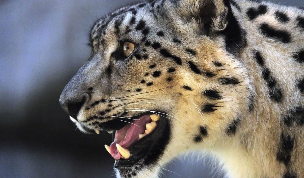 Dangerous Incaution: Snow Leopard Pounces on Selfie-Seeking Skier ...