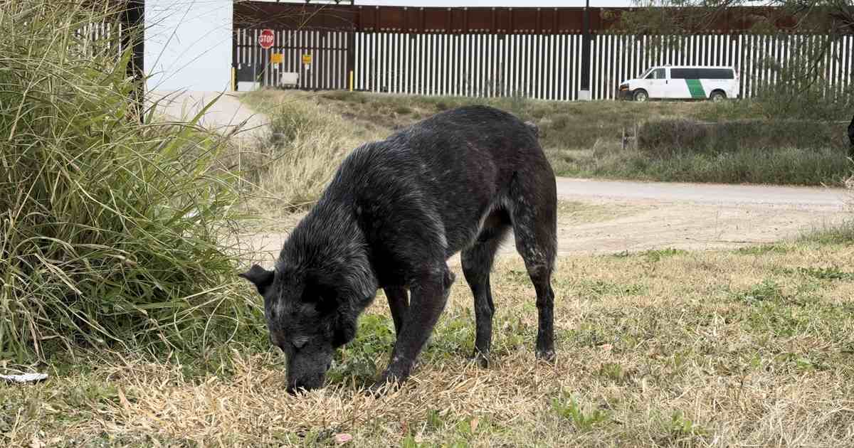 Illegal Immigrants' Dogs Are Being Abandoned in 'Droves' at U.S.-Mexico ...