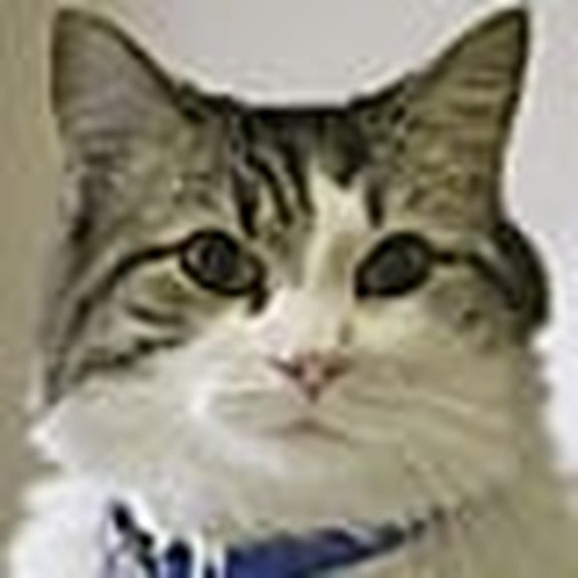 Making the Rounds with Oscar the Cat – PJ Media