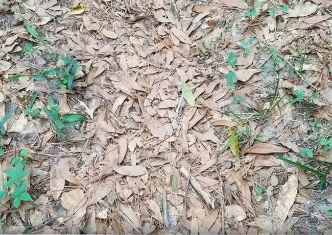 The Hidden Snake in This Picture Is Confounding the Internet – PJ Media