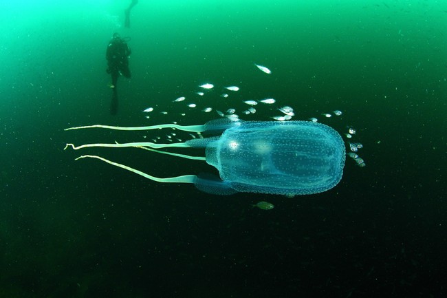 Forget Shark Week, Jellyfish Are the Real Killers of the Sea – PJ Media