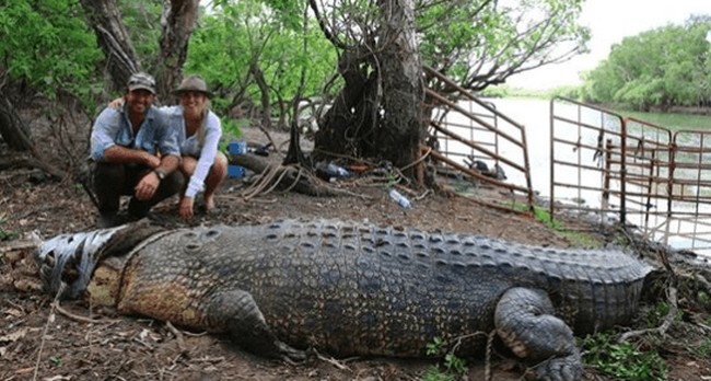 Internet Outraged Over Capture of Mammoth Croc in Australia – PJ Media