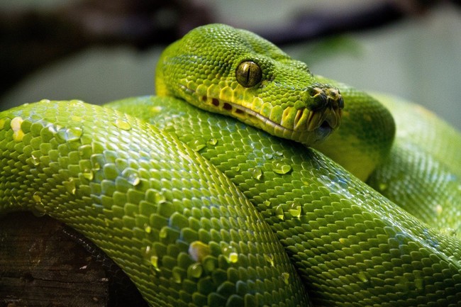 Ireland Reports First Venomous Snake Bite in Its History, Weeks Before ...