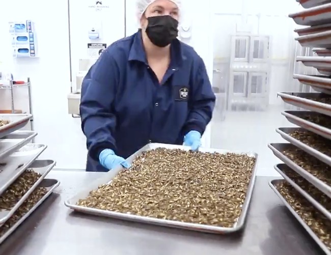 Take a Look Inside a Cricket Farm…Which Is Where Your Food Will Come ...