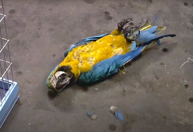 On Fetterman, Left-Wing Media Insists the Parrot Isn't Dead. It's Just ...