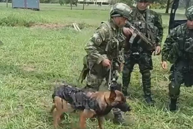 Hoge's Heroes: Wilson the Rescue Dog Found Kids Stranded in Amazon ...