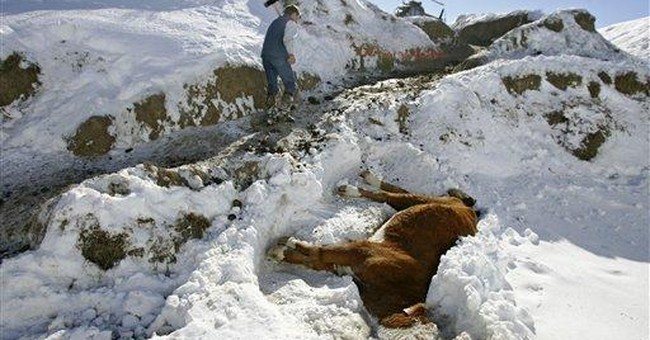 Cattle mutilations again show up in Texas – HotAir