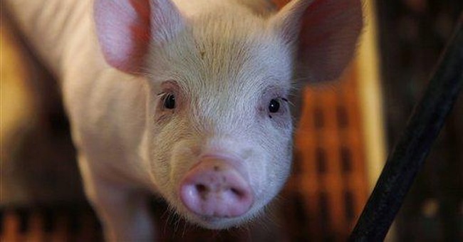 Hail, Comrade Biden: Animal Farm and the Propaganda of 'Bidenomics ...