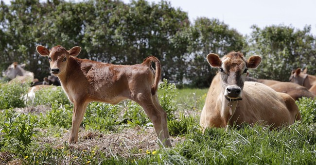 Germany cutting back meat production to fight global warming – HotAir