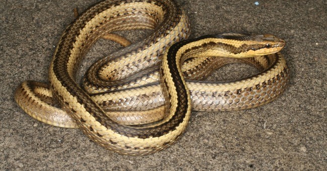 Bad Dreams Are Made of This! Video Appears to Show Doctor Struggling to ...