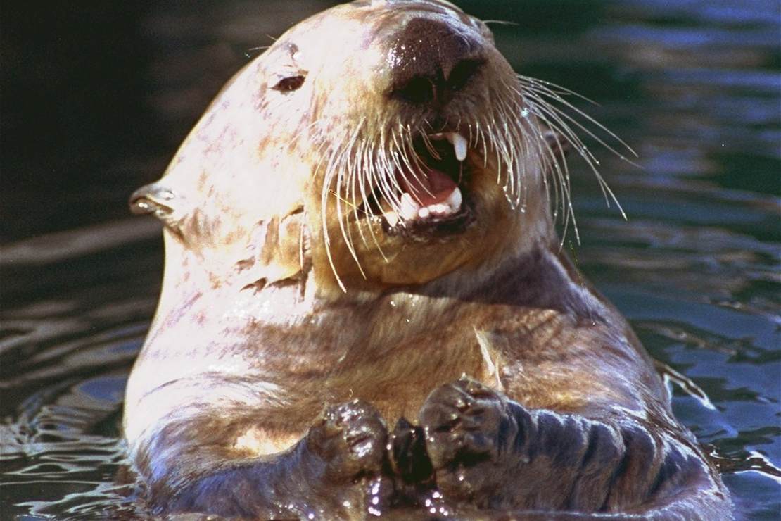 Man Minding His Business Gets Mangled by a Gang of Angry Otters – RedState