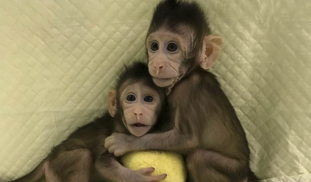 Fauci's NIH pays big bucks to study transgender monkeys – HotAir