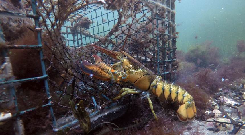 Begun again, the lobster wars have – HotAir